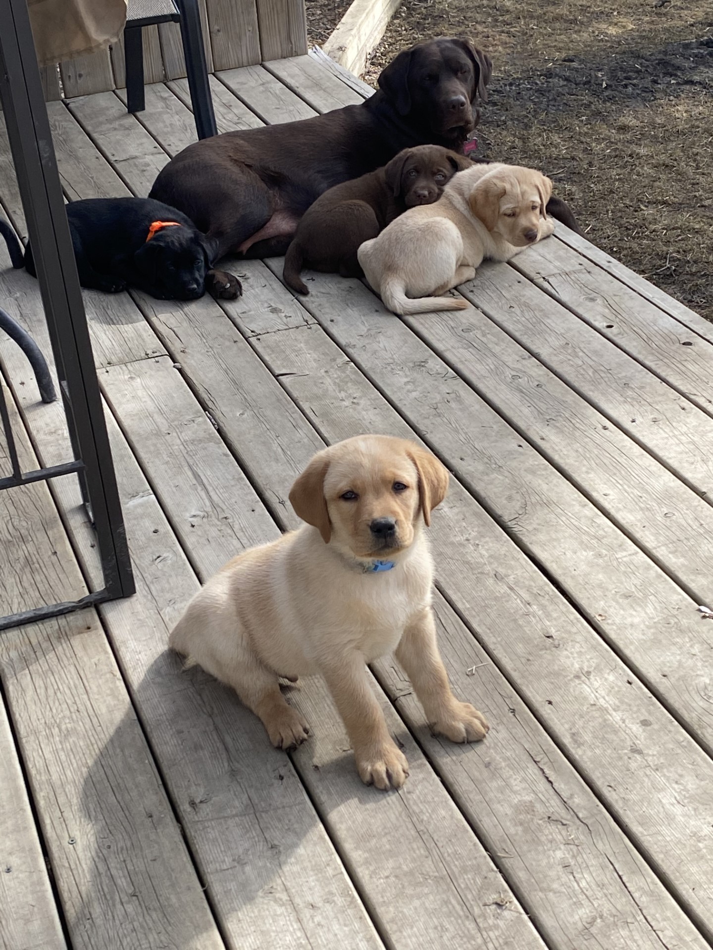 Upcoming Litters - AllStar Retrievers